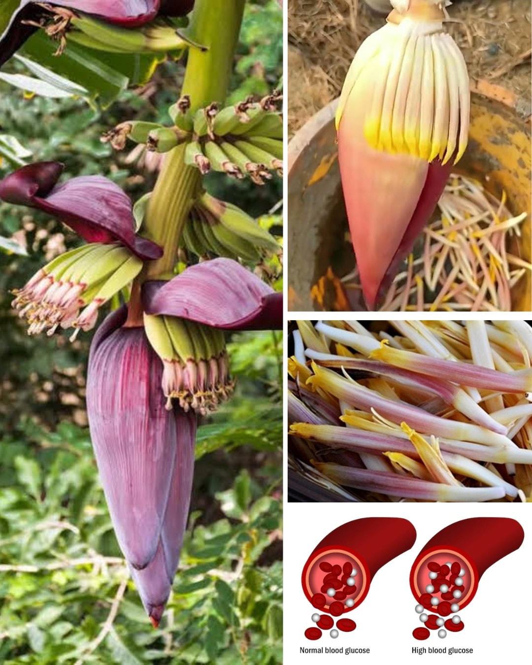 Fleur de Banane : Bienfaits, Recettes et Usages Traditionnels