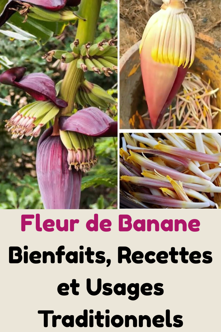 Fleur de Banane : Bienfaits, Recettes et Usages Traditionnels